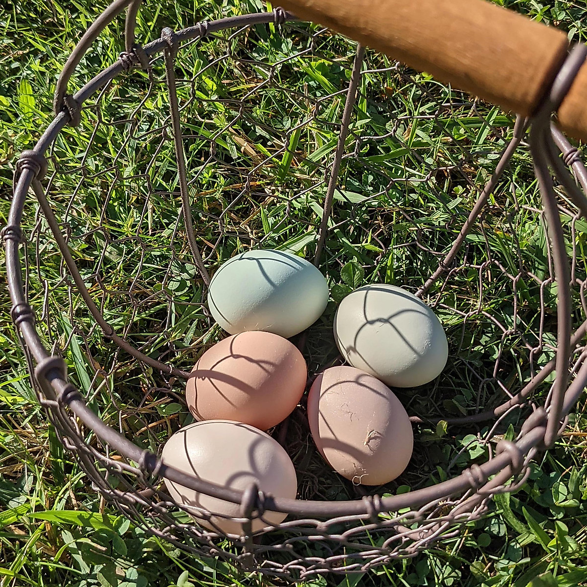 CVHOMEDECO. Round Chicken Wire Egg Basket Fruit Basket with Wooden Handle Primitives Vintage Gathering Basket. Rusty