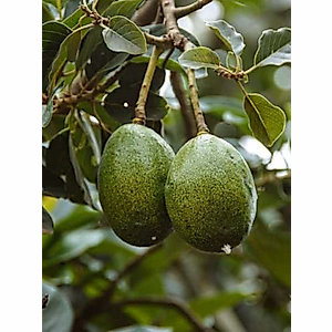HASS Avocado Tree Grafted 2-3 Feet Tall, Avocado Live Plant for Planting