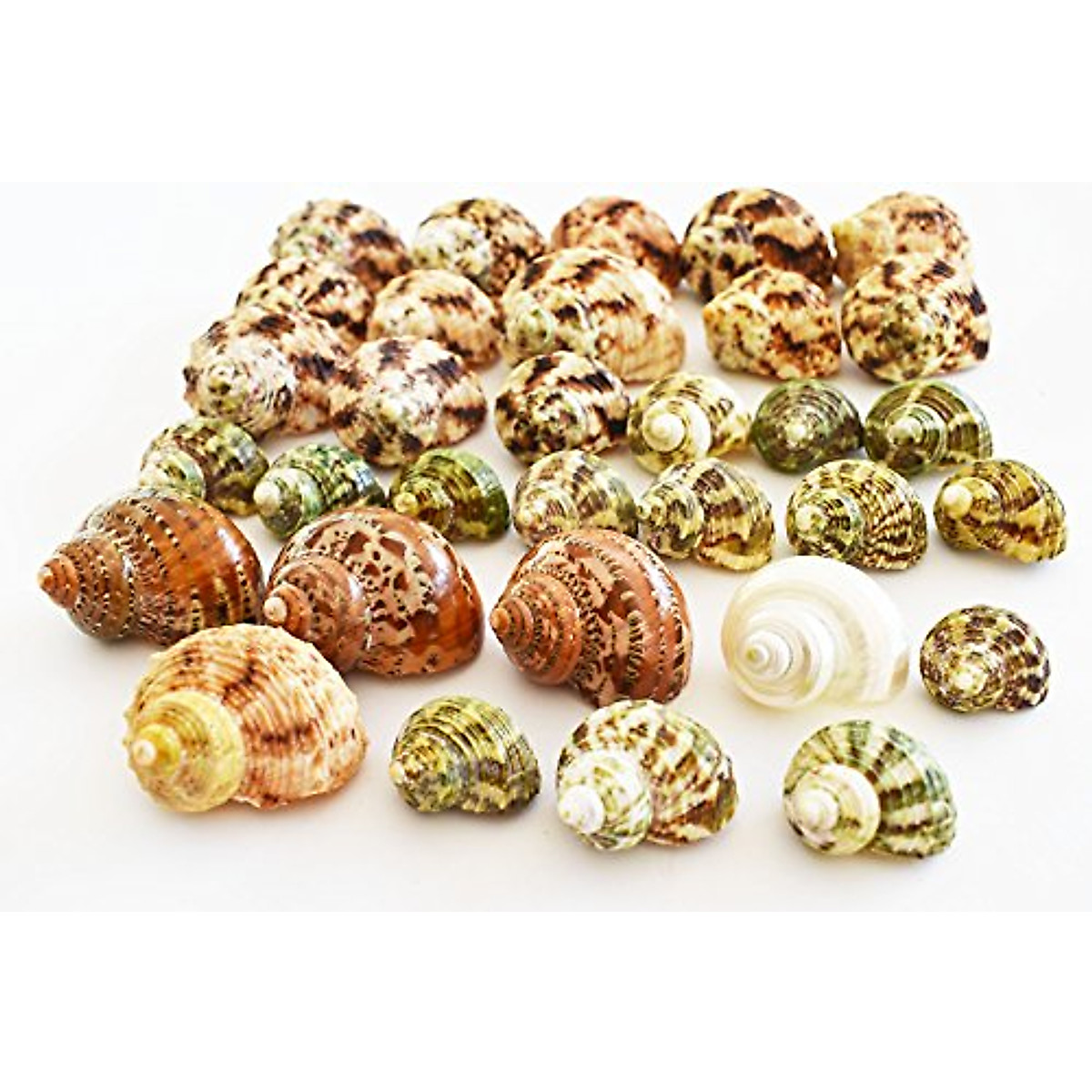 FSG - 30 Select Hermit Crab Shells Lot 1"-2" Size (Opening 1/2"-1") Seashells - Includes Polished Tapestry Turbos, Silver Turbos, Silver Mouth Turbos and More.