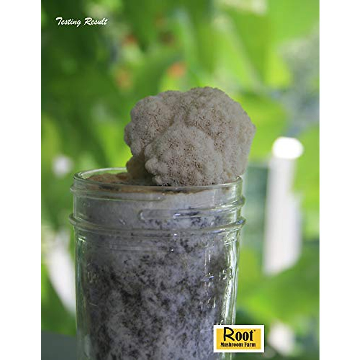 Root Mushroom Farm-Mushroom Liquid Cultures/Lion's Mane(Hericium erinaceus)