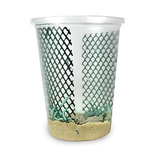 24ct Live Hornworms by DBDPet | 2" Max Growth | Low Food | Live Arrival Guaranteed