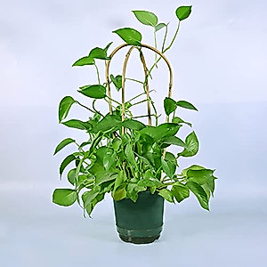 10-Packed In Carton, 18" Natural Bamboo U Trellis Support For Climbing Plants, U Hoop Trellis Perfect For Potted Plant Growing