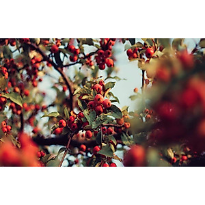 Whole Rosehips | Wild Harvest from Eastern Europe