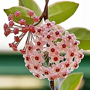 Hoya Carnosa Seeds Wax Plant Fragrant Perennial Low Maintenance Easy to Care Tropical Succulent Containers Indoor Trellis 100Pcs Flower Seeds by YEGAOL Garden