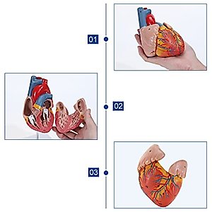 ASINTOD Human Heart Model, 2-Part Life Size Cardiac Anatomical Model, 48 Accurate Numbered Anatomical Structures with Number Manual, Magnets, Display Base