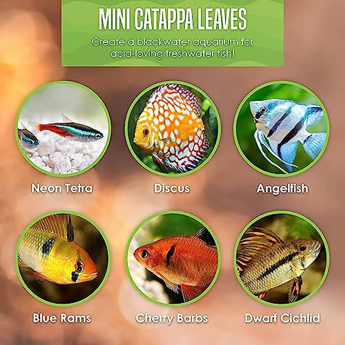 SunGrow 50 pcs Catappa Indian Almond Leaves for Betta Fish Tank Aquarium, 2” Water Conditioner Leaves, Leaf Also Suitable for Shrimp, Goldfish, Guppy and Frogs