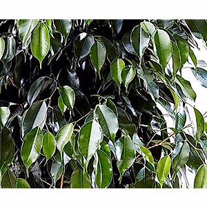 Ficus Benjamina Bonsai Weeping Fig Tree 20+ Seeds for Planting Non-GMO Houseplant