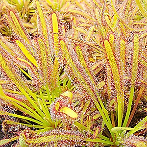 QAUZUY GARDEN 200 Mixed Drosera Sundew Seeds - Premium Carnivorous Plant Seeds - Hardy Heat Tolerant - Rare Perennial Tropical Exotic Plant for Home Garden Outdoor
