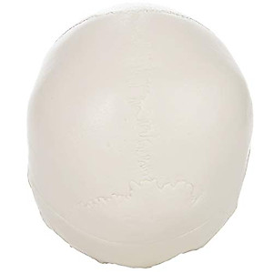 Axis Scientific Miniature Human Skull Model, 3.5" Tall 3-Part Anatomical Mini Human Skull Model with Removable Skull Cap and Moving Jaw, Realistic Skull Anatomy Model, Includes Detailed Product Manual