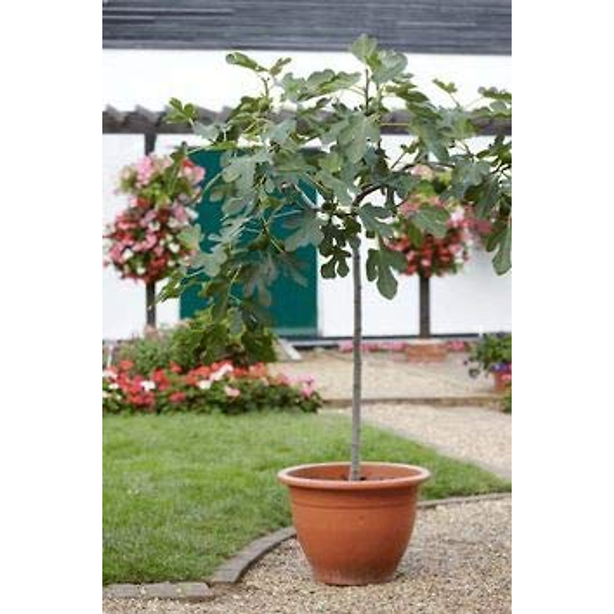 1087-Dwarf Honey Fig (Ficus carica) Seeds by Robsrareandgiantseeds UPC0764425786764 Non-GMO,Organic,Historic,Bonsai, 1087 Package of 5 Seeds