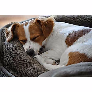 PET SUPPLEMENTS & NUTRITION LLC Advanced Hip and Joint for Dogs - Joint Health with Turmeric - MSM - GLUCOSAMINE - Hip Support - Best glucosamine for Dogs - 120 Tablets (2 Bottles)