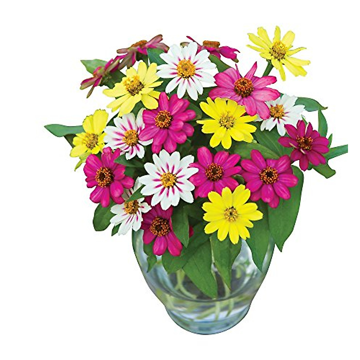 Burpee Raspberry Lemonade Mix Zinnia Seeds 25 seeds