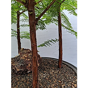 5 Tree Redwood Forest Bonsai Tree