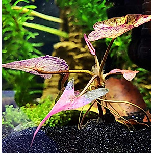 Planterest - Dwarf Water Lily Loose Nymphaea Rubra Bulb Live Aquarium Plant Decorations BUY2GET1FREE