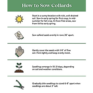 Burpee Georgia Collards Seeds 2000 seeds