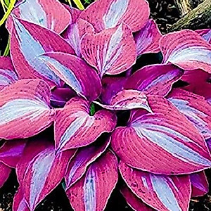 Flower Seeds for Planting Perennial Heirloom Mixed Hosta Seed Plantain Lily Flower Pot Seed 100 Pcs Indoor Outdoor Flowers Seeds Home Garden Ground Lawn Cover Gardening Gift