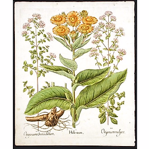 [Elecampane]Helenium; [Common oregano] Origanum Onites dictum; [Common oregano] Origanum vulgare