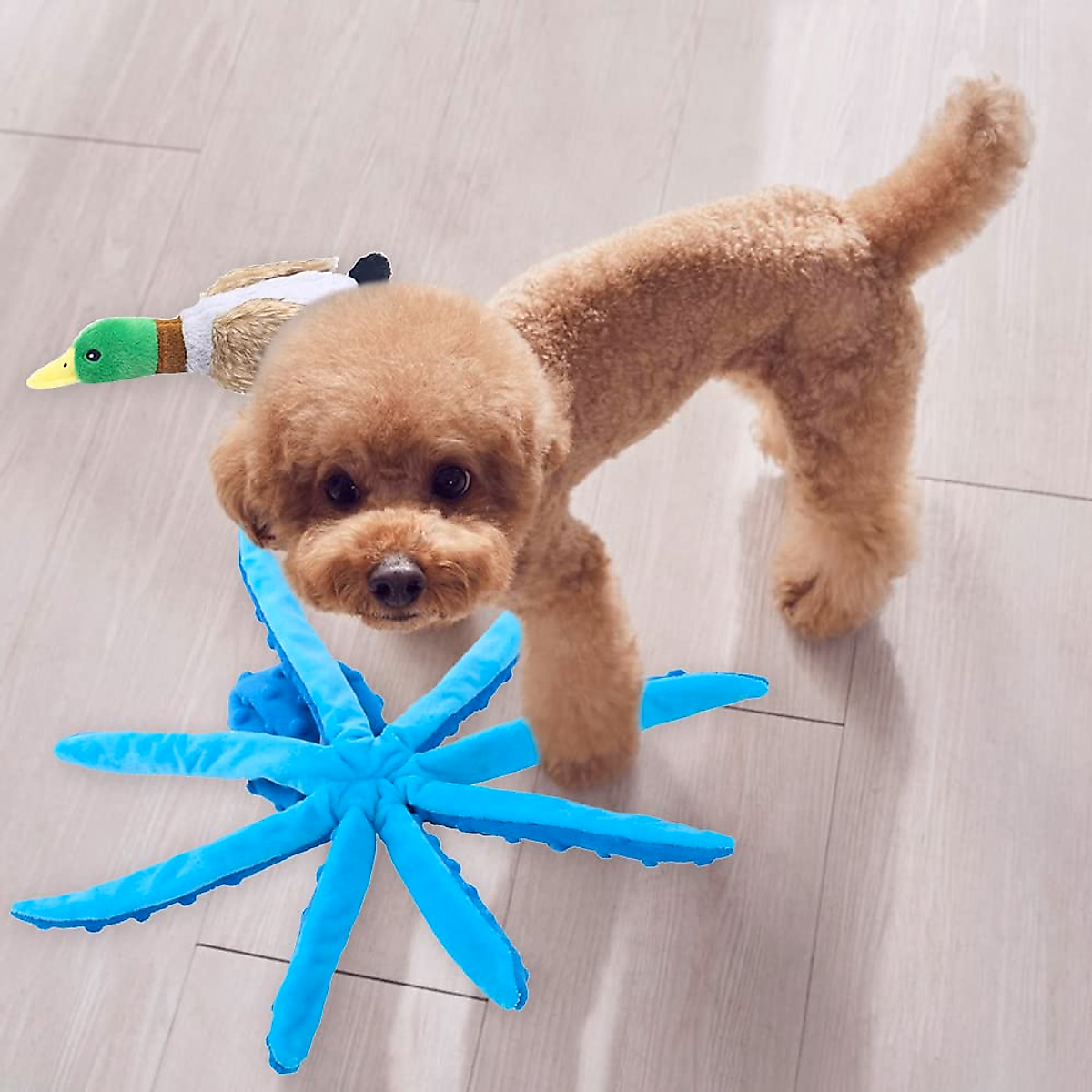 oAutoSjy 2pcs Plush Squeaky Dog Toy No Stuffing Octopus Duck Pet Toy for Small Medium and Large Dogs Crinkle Dog Toy Indoor Pet Interactive Toy Chew Toy for Biting Training Puppy Teething,Orange
