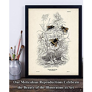 Bumble Bee Illustration - Bumblebee Farmhouse Bee Decor, Honey Bee Nature Poster, Kitchen and Room Decor, Classic Botanical Decoration and Gift for Bee Lovers, 11x14 Unframed Art Print Poster
