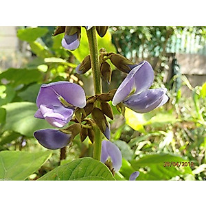 True Jicama Seeds,Pachyrhizus erosus a.K.a,Climbing Yam Bean, Mexican Turnip(40 Seeds)