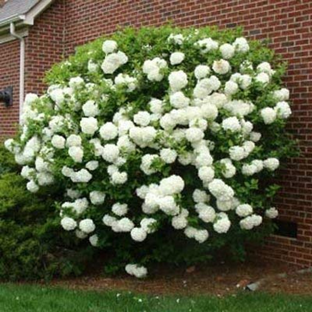 Brighter Blooms - Snowball Bush, 3 gal, No Shipping to AZ