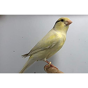 Fit Fly Slip Claw Treatment Rings Bracelets Birds Canary Finch Tropical Birds