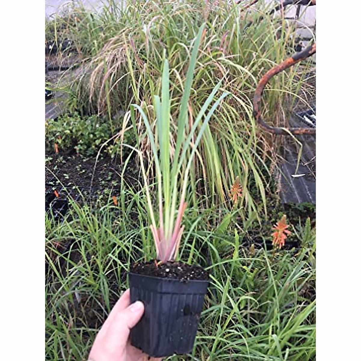 Lemongrass Plant- 3 Seperate in 2.25 Inch Size! Non GMO! Organic! Also Known As Fever Grass, Cymbopogon Citratus/by Daylily Nursery
