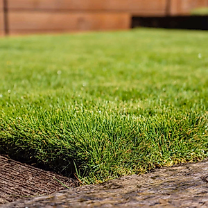 Zoysia Grass Warm-Season Grass Dense, Carpet-Like Growth, Fine Texture, and Overall Durability for Lawns, Golf Courses, and Other Landscape Applications 1/8 lb Grass Seeds by YEGAOL Garden