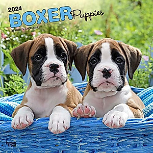 Boxer Puppies | 2024 12 x 24 Inch Monthly Square Wall Calendar | BrownTrout | Animals Dog Breeds Puppy