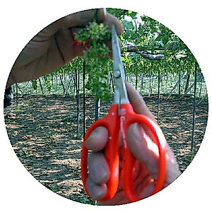 CHIKAMASA Professional Horticultural Stainless Grape Scissors 155mm B-300S (Standard Version)