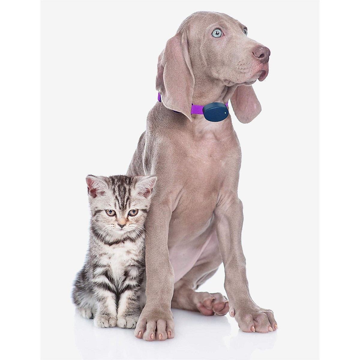 Red Heavy Duty Nylon Replacement Dog Collar Strap with RFA-67 Batteries - Compatible with Most PetSafe In-Ground and Wireless Fence Receiver Collars (Bundle 2)