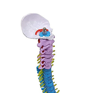 Ultrassist Miniature Human Spine Model, 15.5" Mini Color Coded Spinal Cord with Herniated Disk, Nerves, Arteries, Pelvis and Femur Stumps for Med Students and Chiropractors, Includes Stand