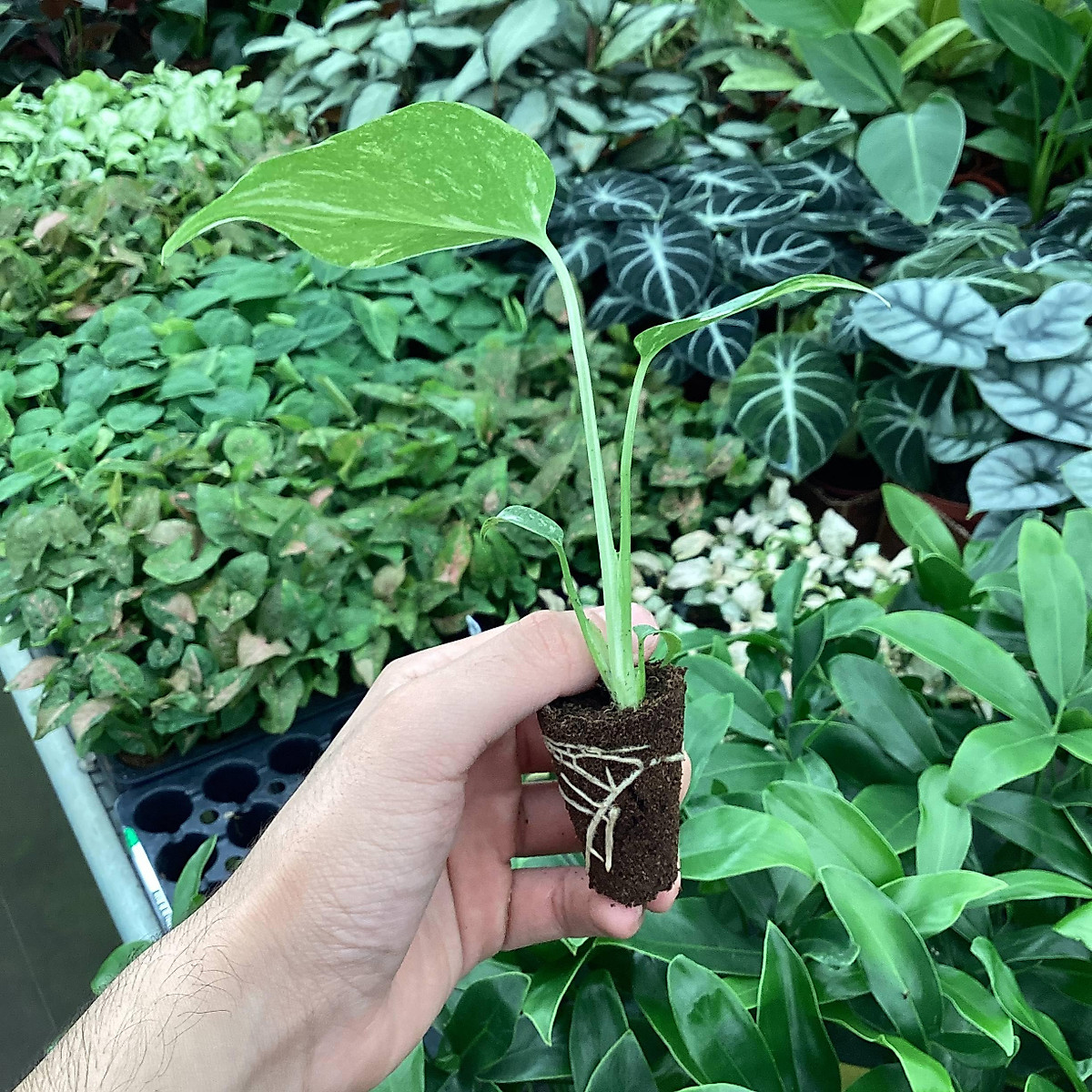 Monstera Thai Constellation Starter Plant