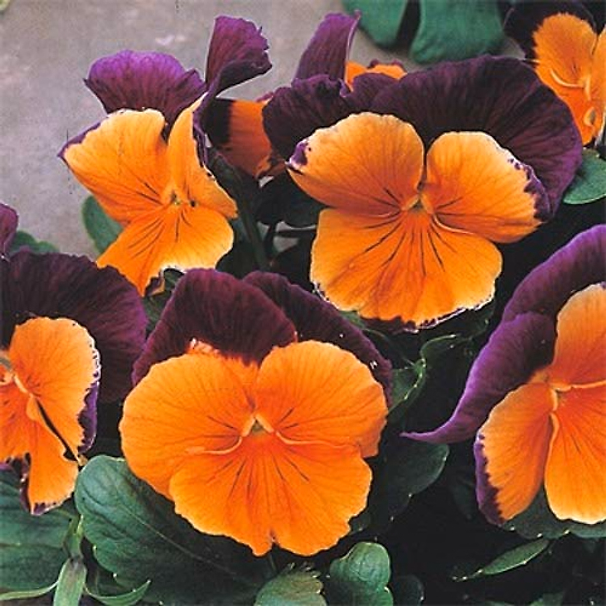 Outsidepride Pansy Jolly Joker Indoor House Plant Or Outdoor Garden Flower for Beds, Borders Pots, & Containers - 100 Seeds