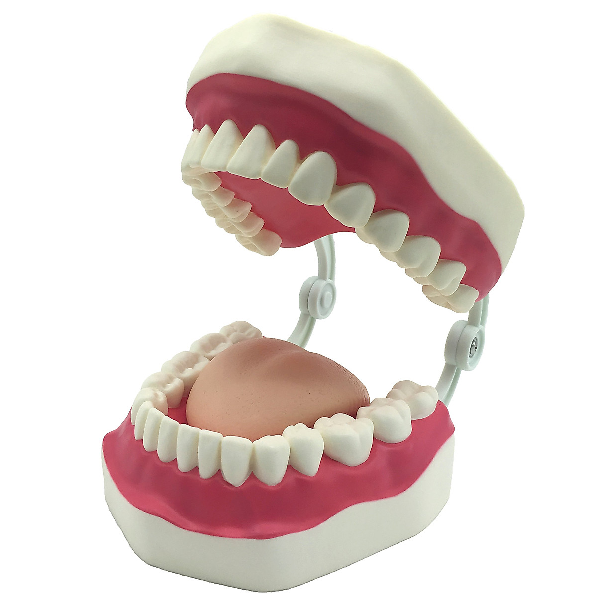 Dental Teeth Care Model with Toothbrush,32 Teeth,Kouber Human Anatomical Model,4"x 5" x 7"