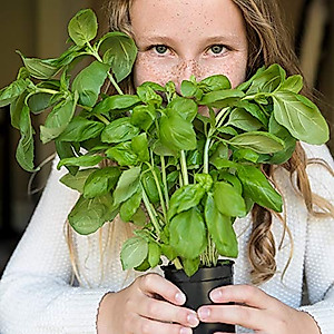 The Old Farmer's Almanac Organic Basil Seeds (Italian Large Leaf) - Approx 450 Seeds - Certified Organic, Non-GMO, Open Pollinated, Heirloom