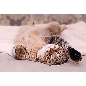 I LOVE MY PETS LLC cat Calming Products for Cats in Heat - CAT Relaxant - Anxiety Relief & Calmer - Premium Quality Treats - cat Calming Travel - 180 Treats (2 Bottles)