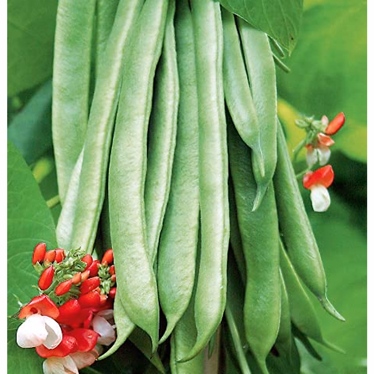 Scarlet Runner Pole Bean Seeds for Planting, 25+ Heirloom Seeds Per Packet, (Isla's Garden Seeds), Non GMO Seeds, Botanical Name: Phaseolus coccineus, Great Home Garden Gift