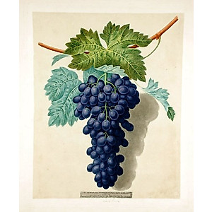 [Grapes] Black Prince Grape