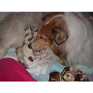 Puppy Express Whelping Kit for up to 12 for Puppies Dogs