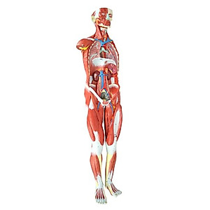 Wellden Product Anatomical Human Muscular Figure Model, 27-part, 1/2 Life Size, Numbered