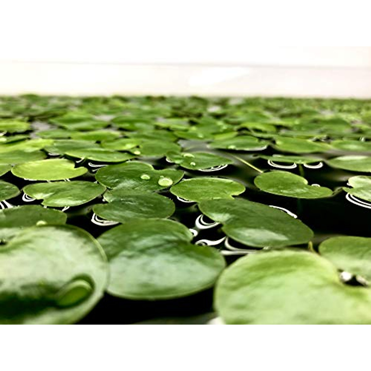 20+ Leaves Amazon Frogbit (+Free Bonus Plant) Live Floating Plant for Aquarium (Limnobium Laevigatum) by Aquarigram