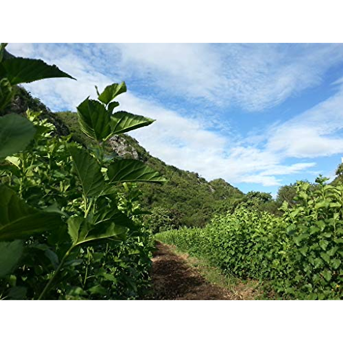 Zi Chun Tea | Organic White Mulberry Leaf Tea | Loose Leaf Herbal Tea from Thailand | Caffeine Free Organic Wellness Tea | Morus alba - 3.5 oz