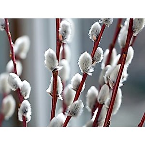 Pussy Willow Live Shrub Tree Plant in Trade Gallon Pot, Fast Growing Tree Plant for Garden