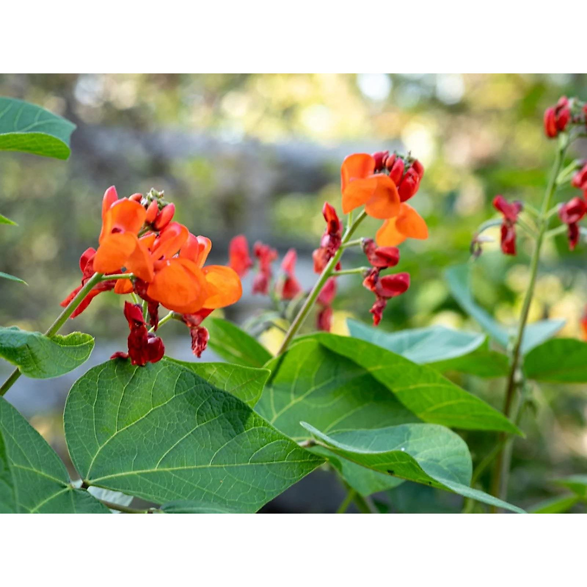 Gaea's Blessing Seeds - Scarlet Runner Bean Seeds - Non-GMO Seeds for Planting with Easy to Follow Instructions 94% Germination Rate