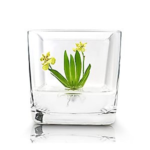 BLOOMIFY Miniature Orchid Terrarium, Open Pot Design, Maintenance Free, 3" Glass Votive