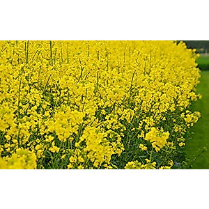 Trophy Rapeseed - 5 lb Bags