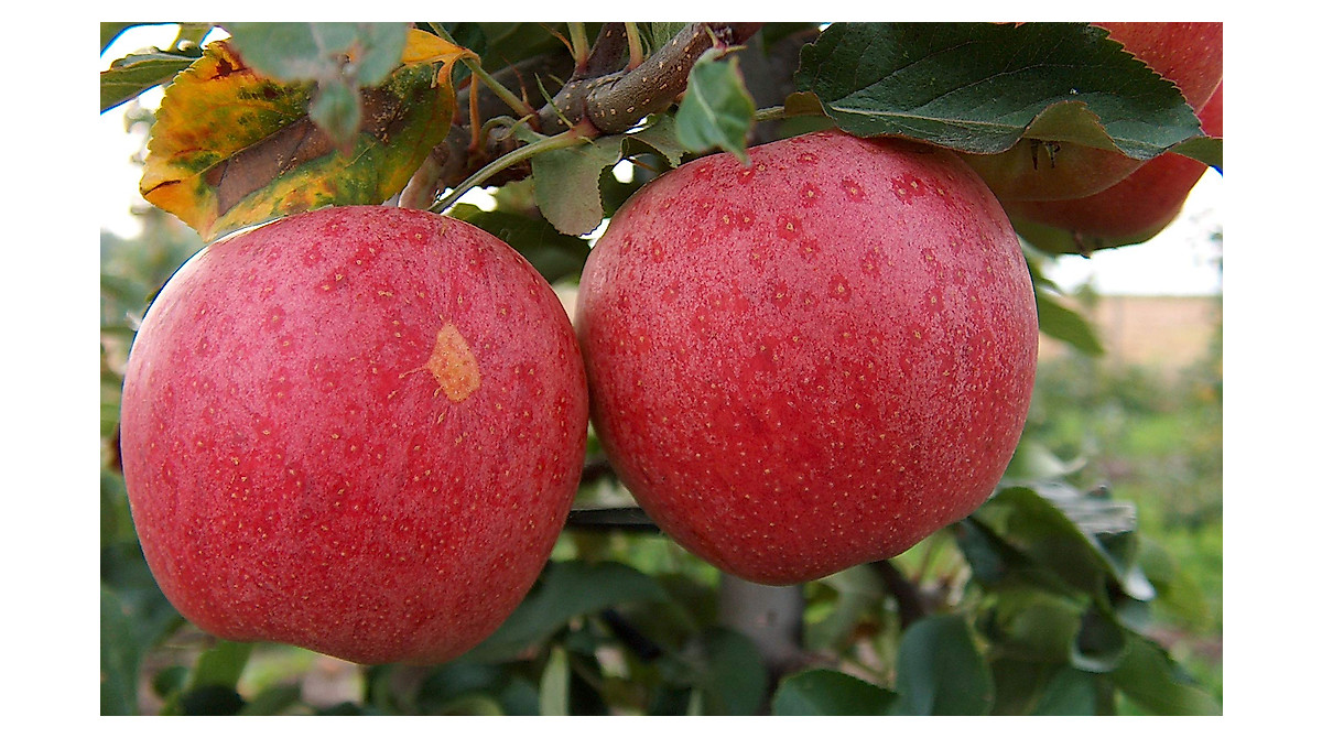 Gala Apple Tree - Fresh Fruit Live Plant by DAS Farms
