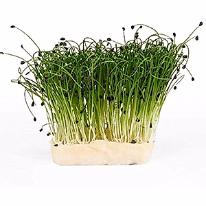4 oz Garlic Chive Seeds, Non-GMO Microgreen Pure Seed,- Delicious Herb! Microgreens, Sprouting Seeds,- Country Creek LLC. Brand