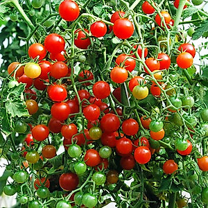 30+ Sweet Pea Currant Tomato Seeds, Heirloom Non-GMO, Extra Sweet and Heavy-Yielding, Low Acid, Indeterminate, Open-Pollinated, Long Season, Super Delicious, from USA